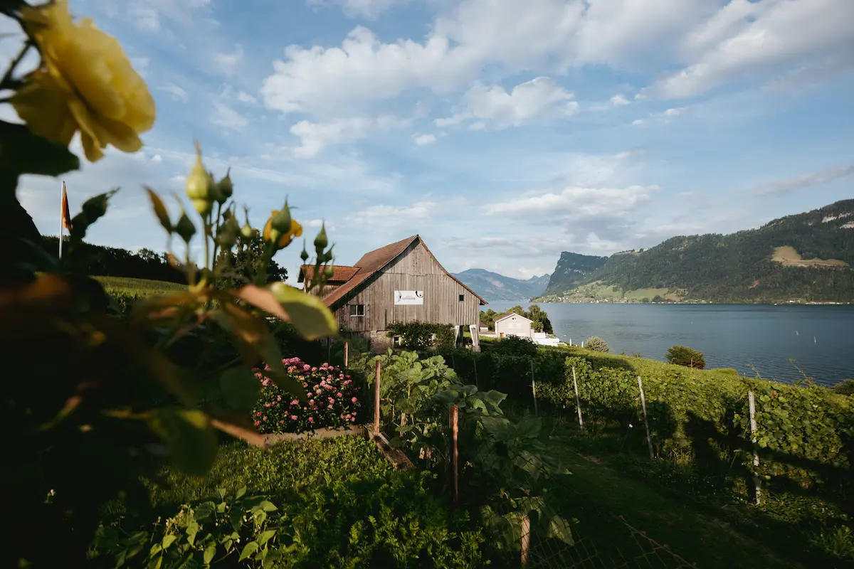 Prost Wine - Uniquely Curated Wine